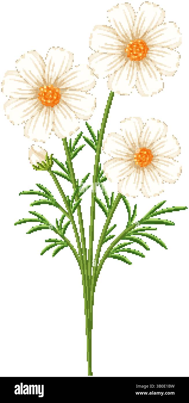 Detailed vector illustration of white cosmos flowers with green stems ...