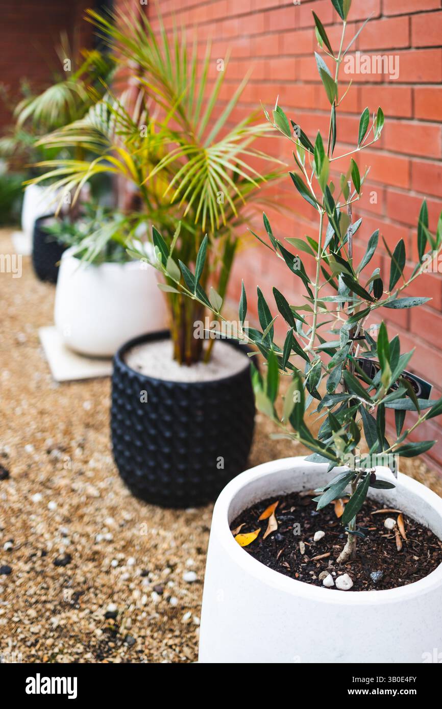 olive and palm trees in white and black pots lined up next to exterior ...