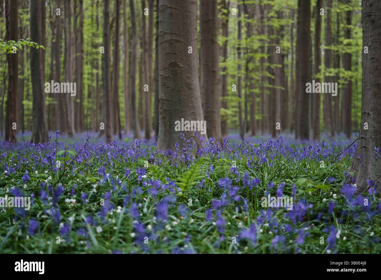 Bluebells, also known as wild hyacinth, bloom among the trees in the ...