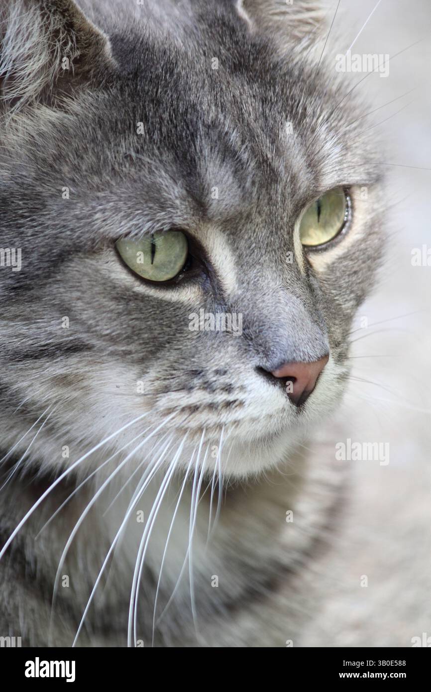 Close up cute grey cat hi-res stock photography and images - Alamy
