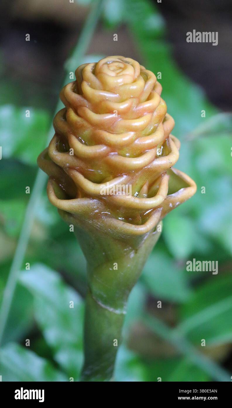 Yellow beehive ginger flower tropical plant in a garden Stock Photo - Alamy