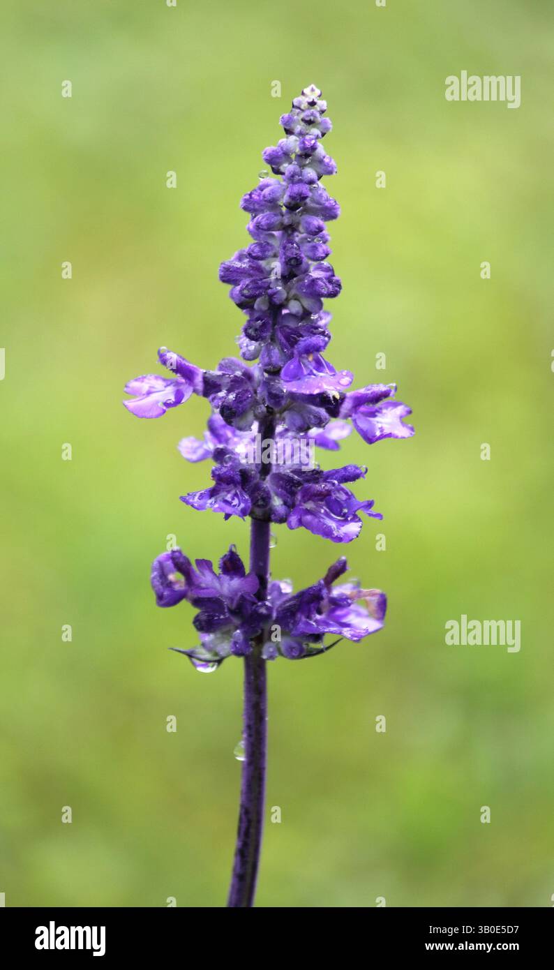 Salvia plant in bloom hi-res stock photography and images - Alamy