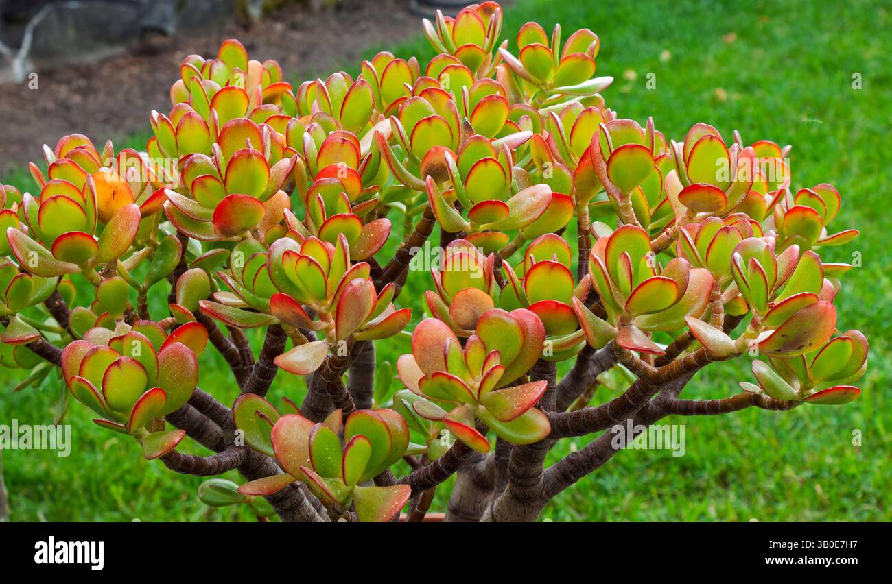 Potted jade plant shrub with numerous red-tipped leaves forming ...