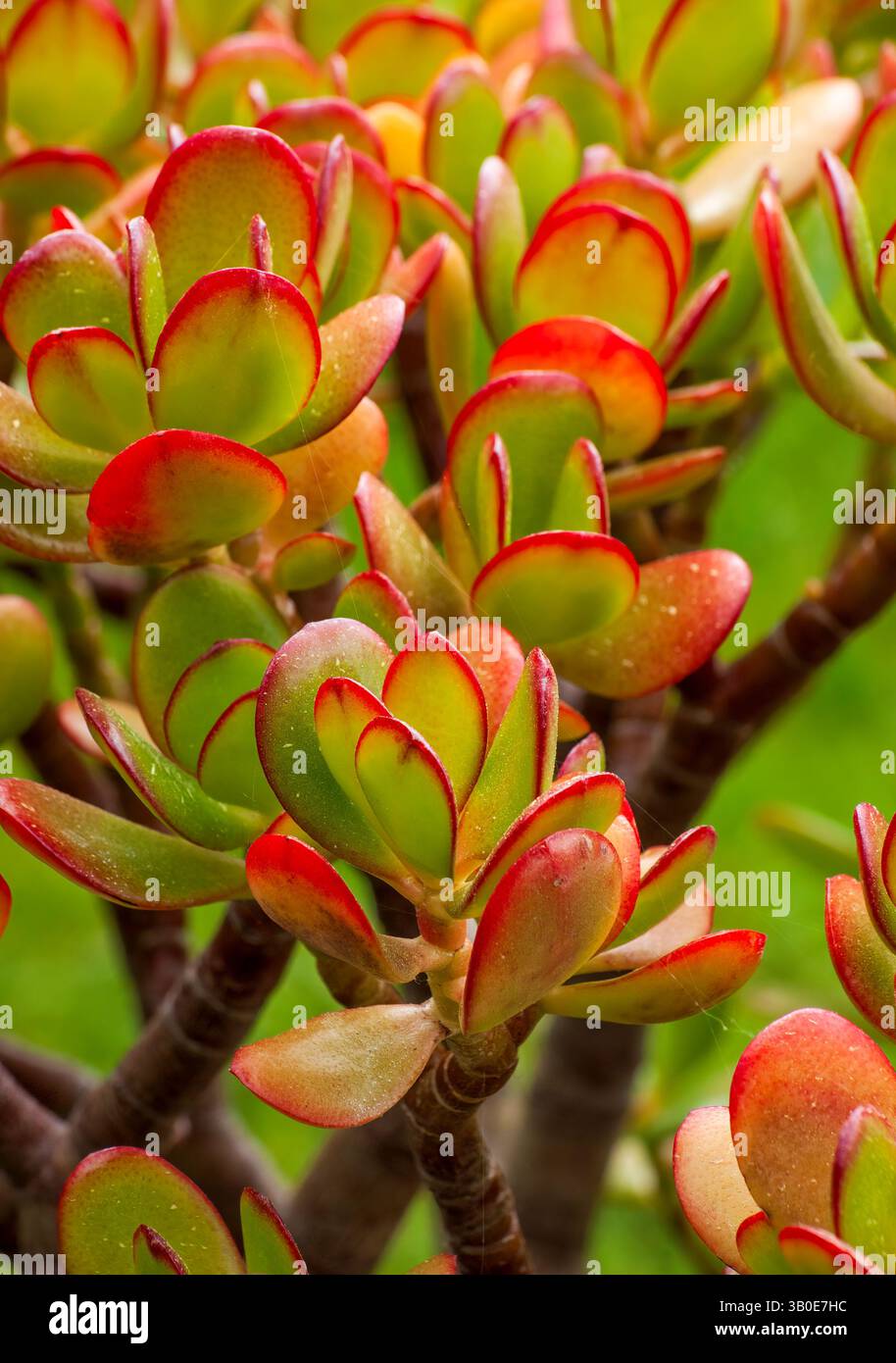 Jade plant (Crassula ovata) rosettes with red margins and glossy green ...