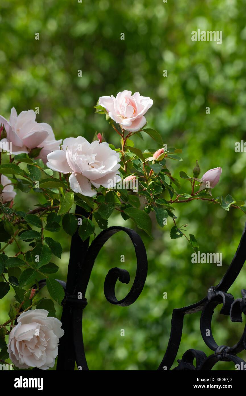 Vintage gatework hi-res stock photography and images - Alamy