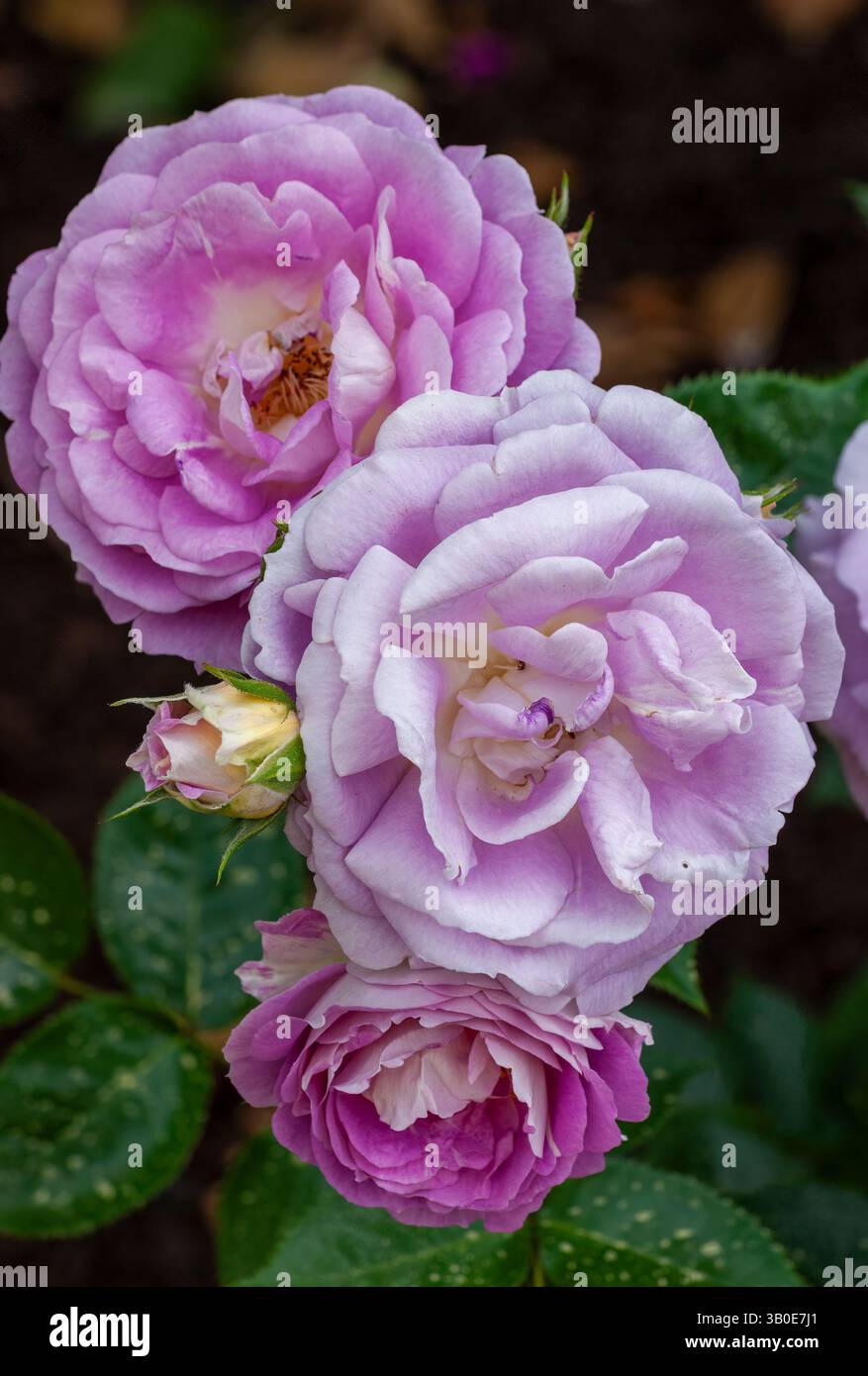 Cluster of Rosa ‘Baronne Adolphe de Rothschild’ Hybrid Perpetual roses ...
