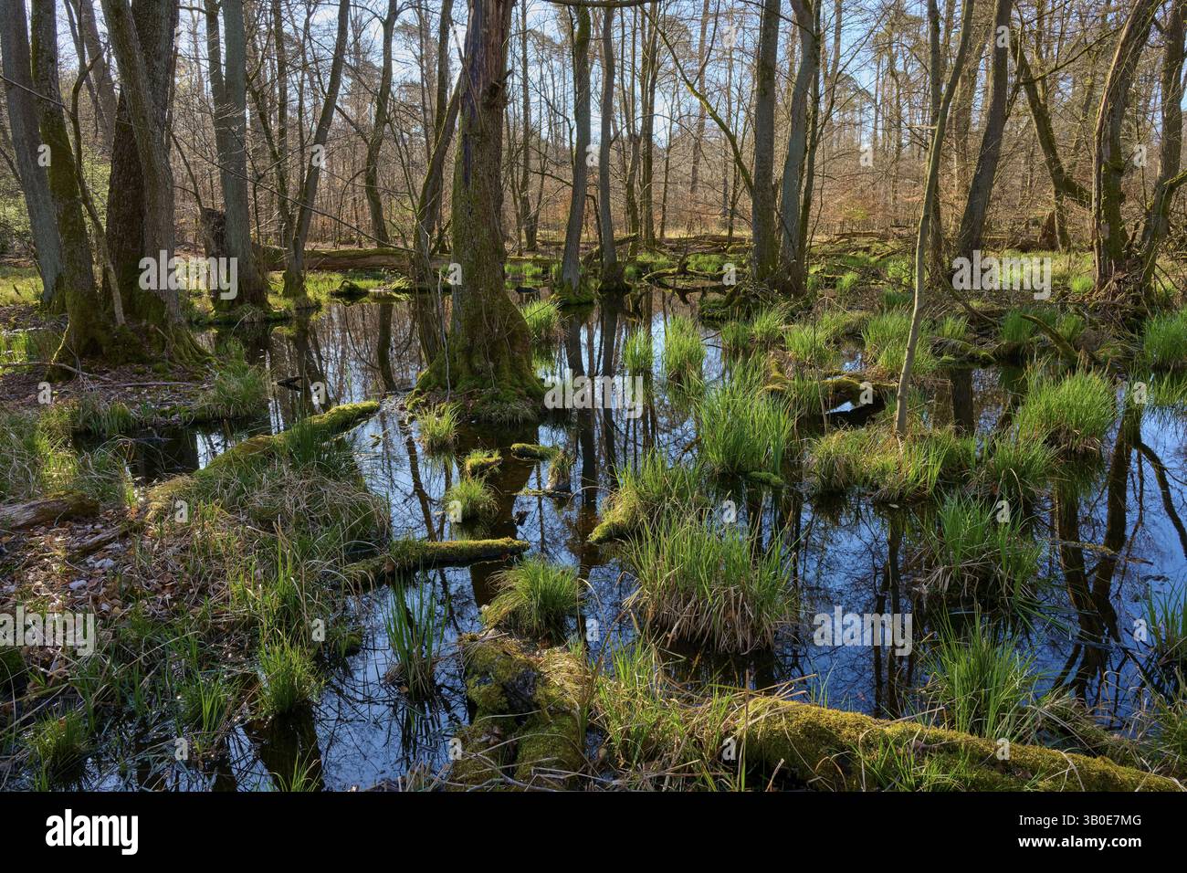 A quiet alluvial forest with moss-covered tree trunks and reflecting ...
