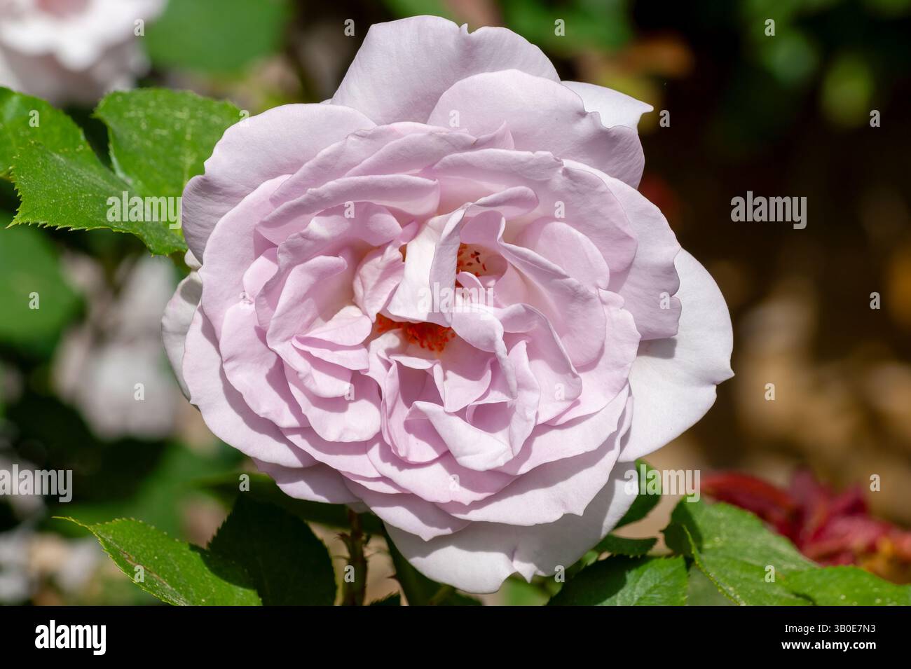 Rosa ‘Pink Pearl’ hybrid tea rose in full bloom at Stevens-Coolidge ...