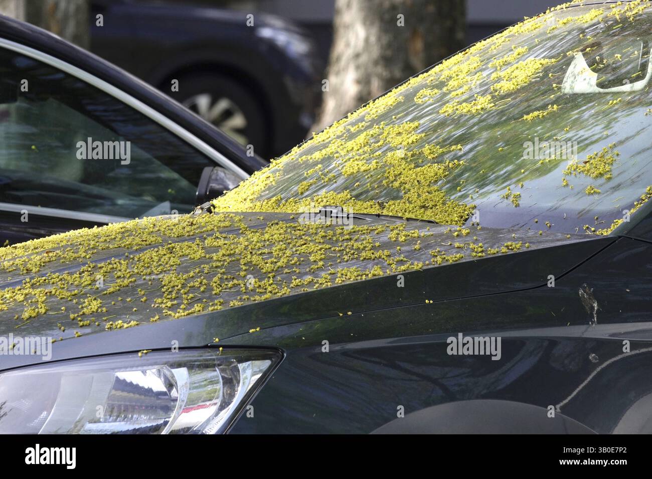 Pollen on car hi-res stock photography and images - Alamy