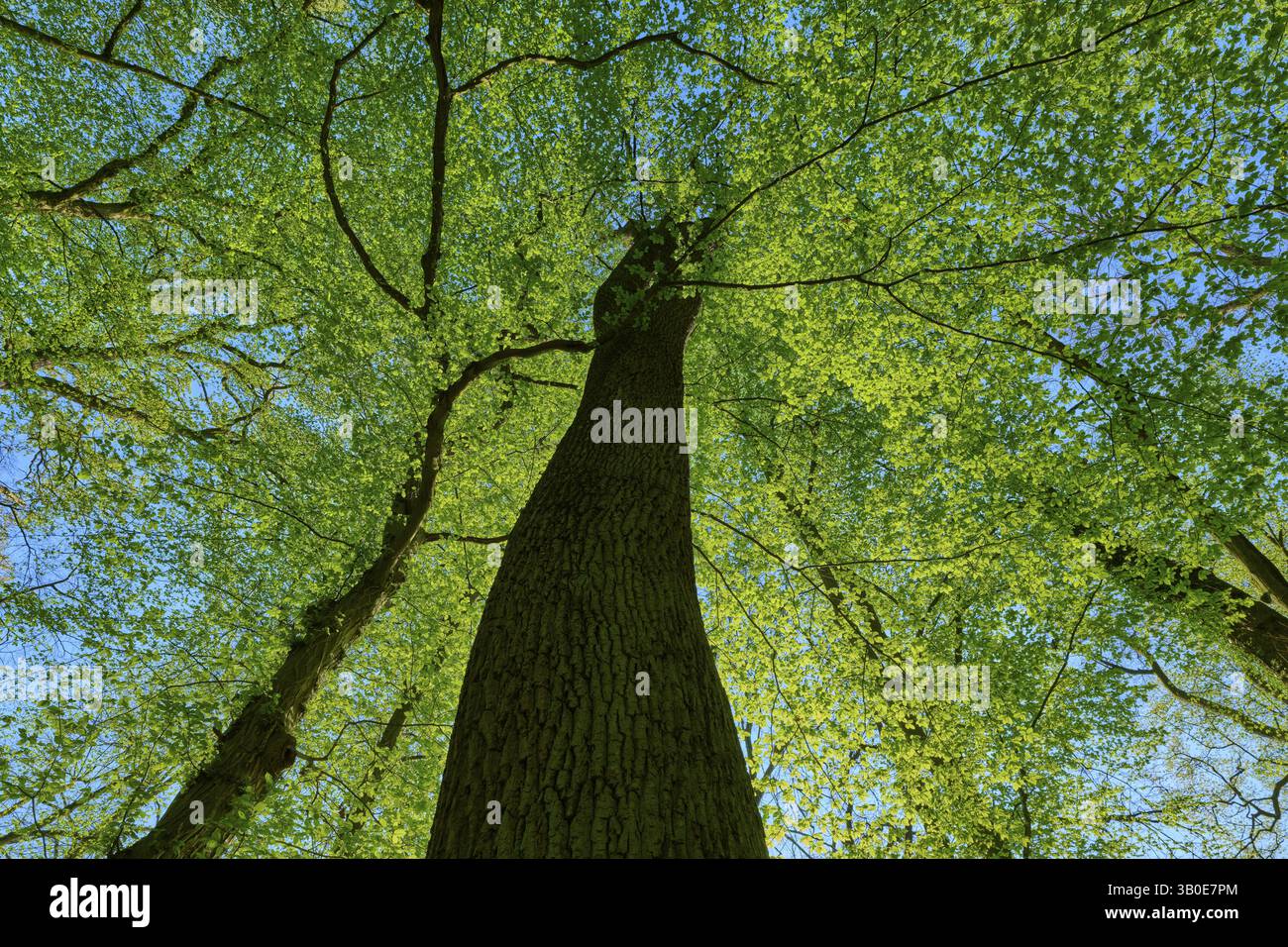 Oak (Quercus), view along a high tree trunk to the green tree crown ...