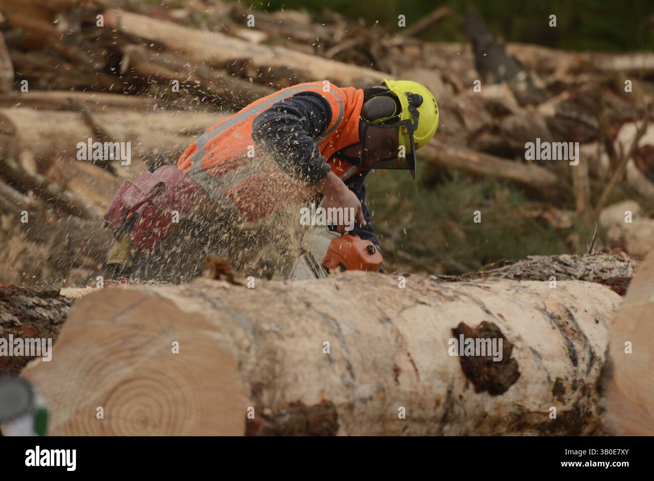 A forestry worker cuts a Pinus radiata log to length at a logging site ...