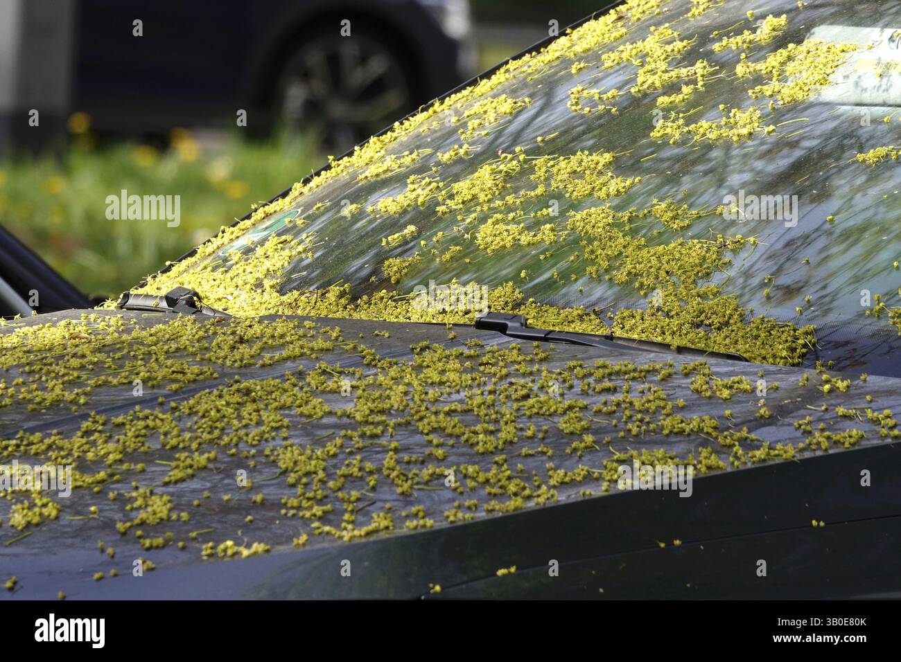 Pollen on car hi-res stock photography and images - Alamy