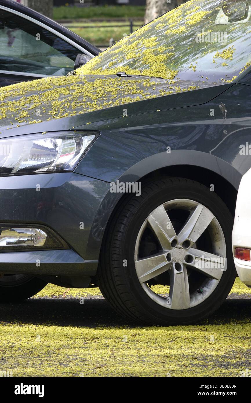 Pollen on car hi-res stock photography and images - Alamy
