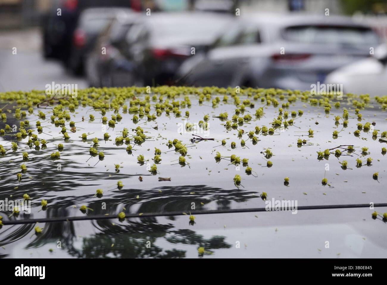 Pollen on car hi-res stock photography and images - Alamy