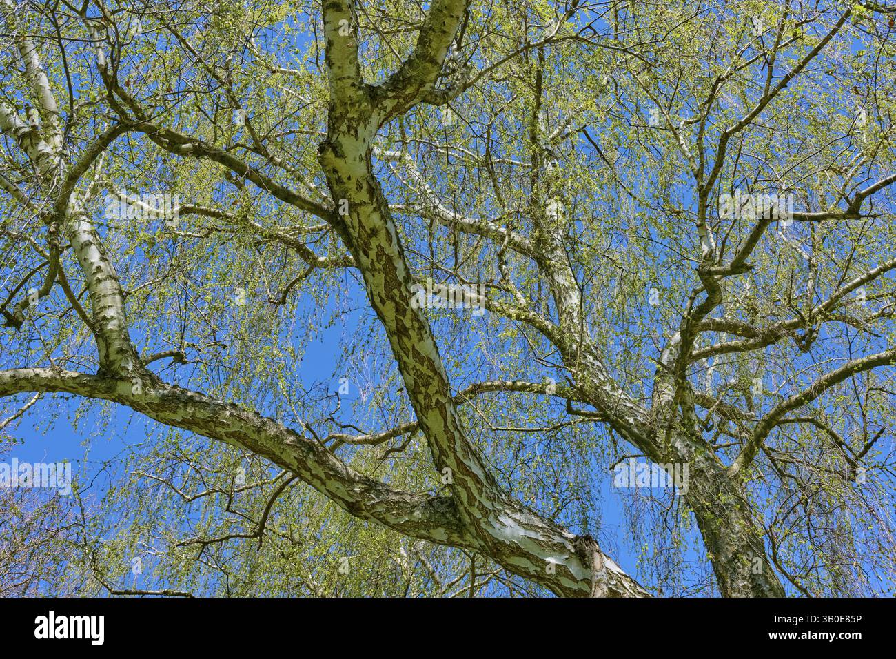 View through branched birch tree in front of clear blue sky, Seckmauern ...