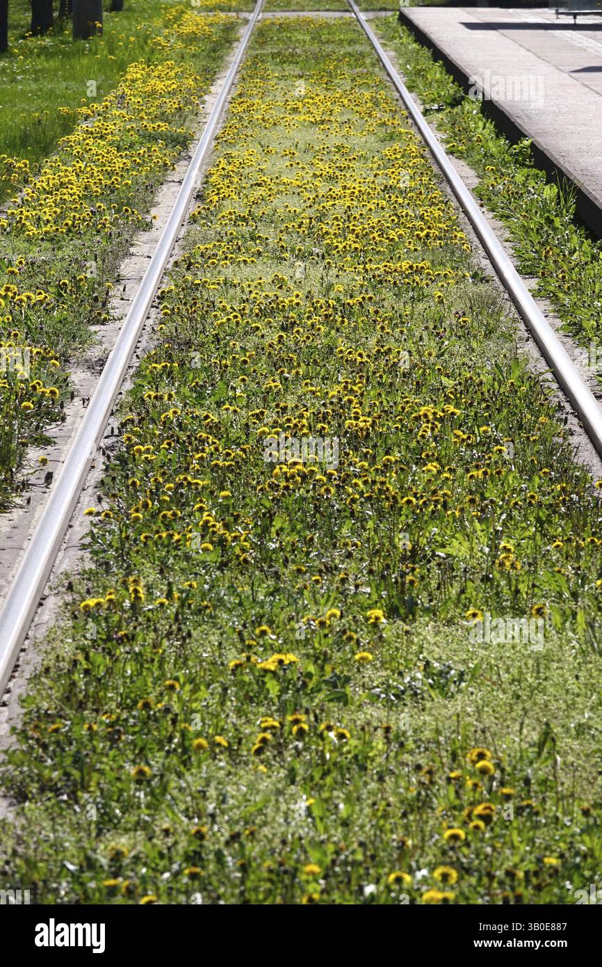Dandelion flowers (Taraxacum officinale), track bed in environmentally ...