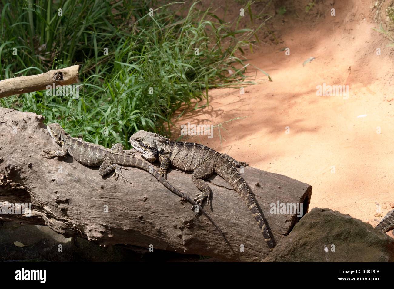 The Water Dragon can be identified by a distinctively deep angular head ...