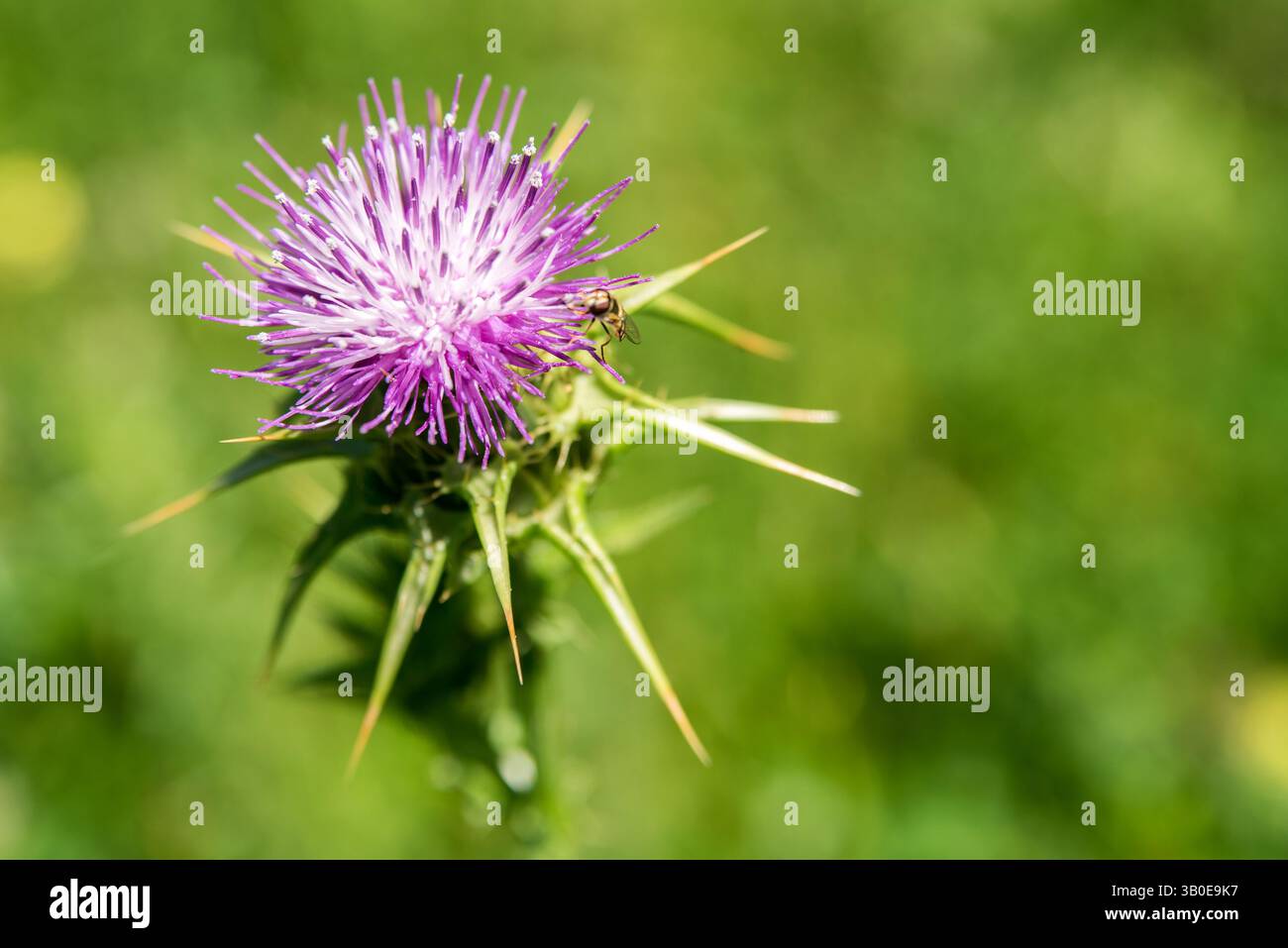 Scottish thistle drawing hi-res stock photography and images - Alamy