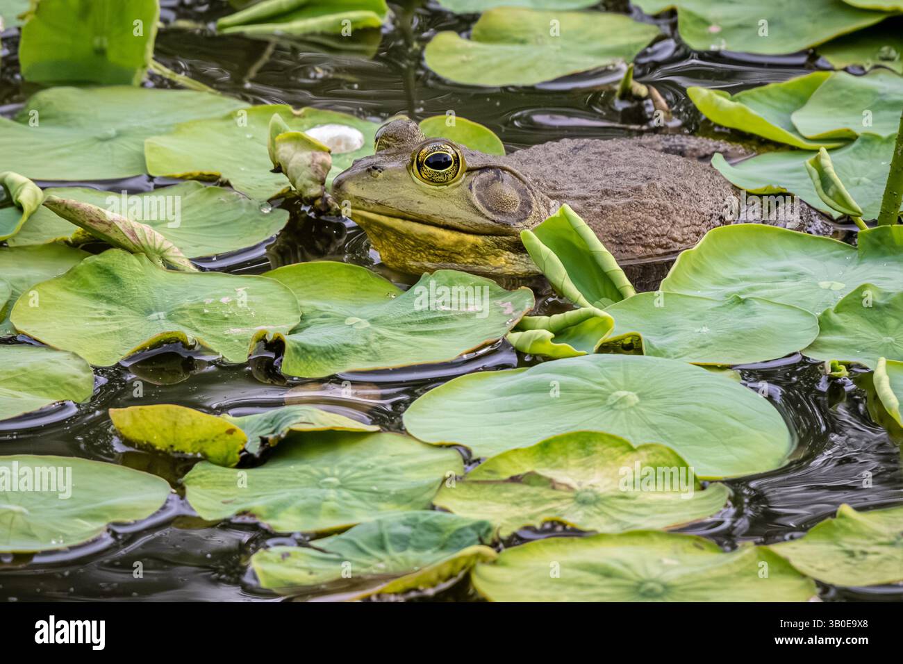 Partially submerged frog among lily pads at the Atlanta Botanical ...