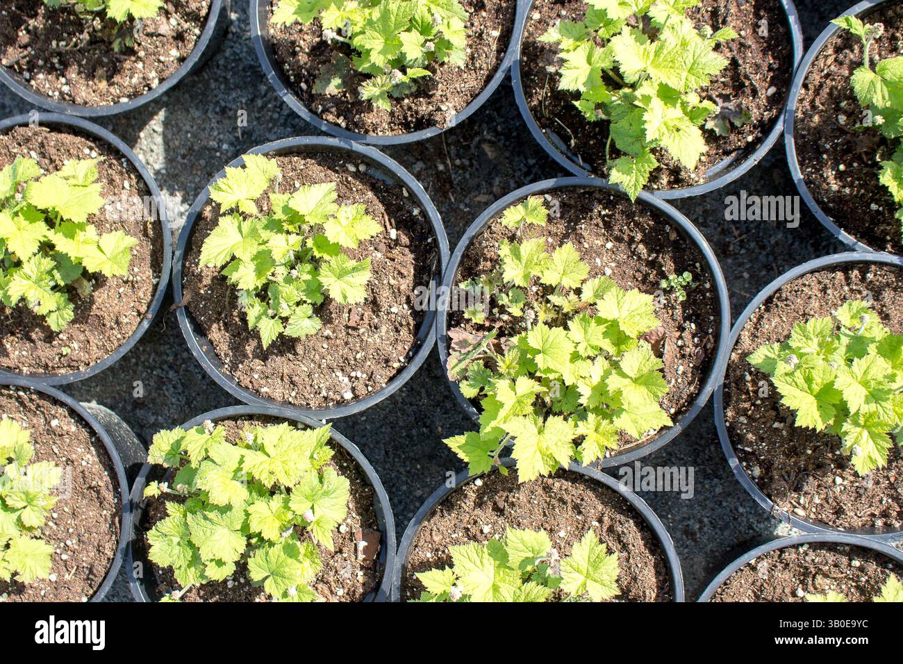 Tiarella cordifolia plants are grown in a nursery for seedlings in the ...