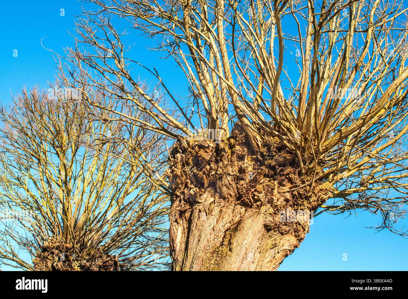 New growth on pollarded Willow tree (Salix) - France Stock Photo - Alamy