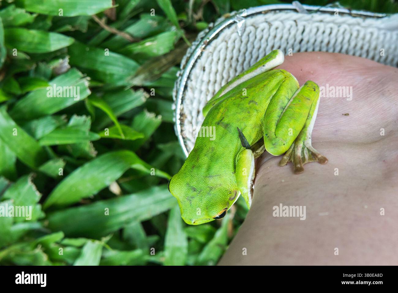 Resting on tree foot hi-res stock photography and images - Alamy