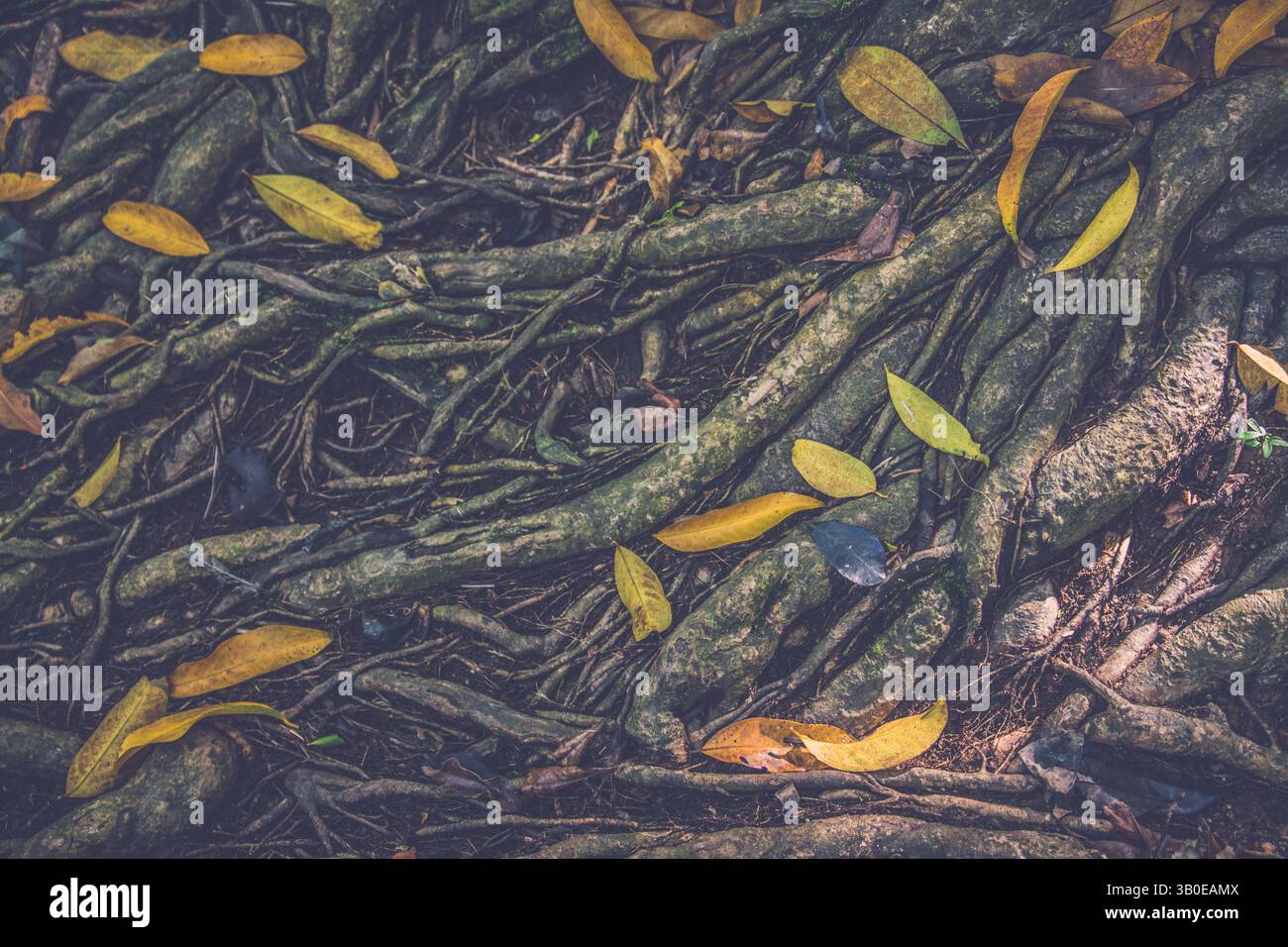 the floor of the rainforest Stock Photo - Alamy