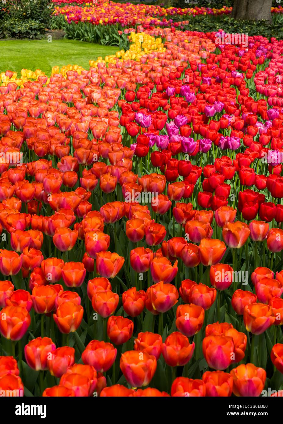 Scenic Keukenhof gardens in Lisse, Netherlands with bright flower display in spring time Stock ...