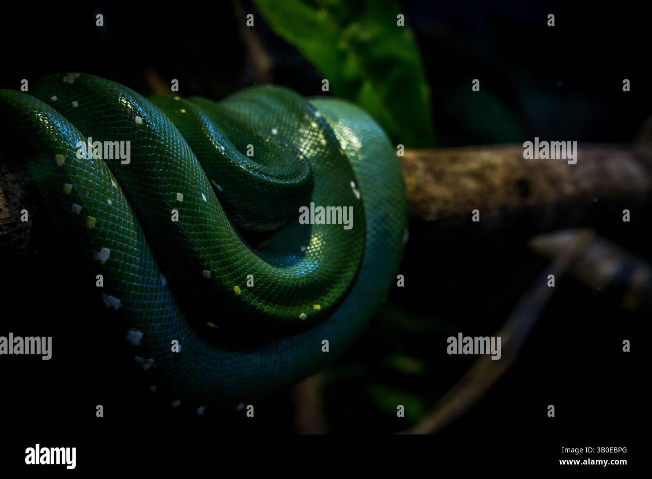 green tree snake coiled on a branch Stock Photo - Alamy