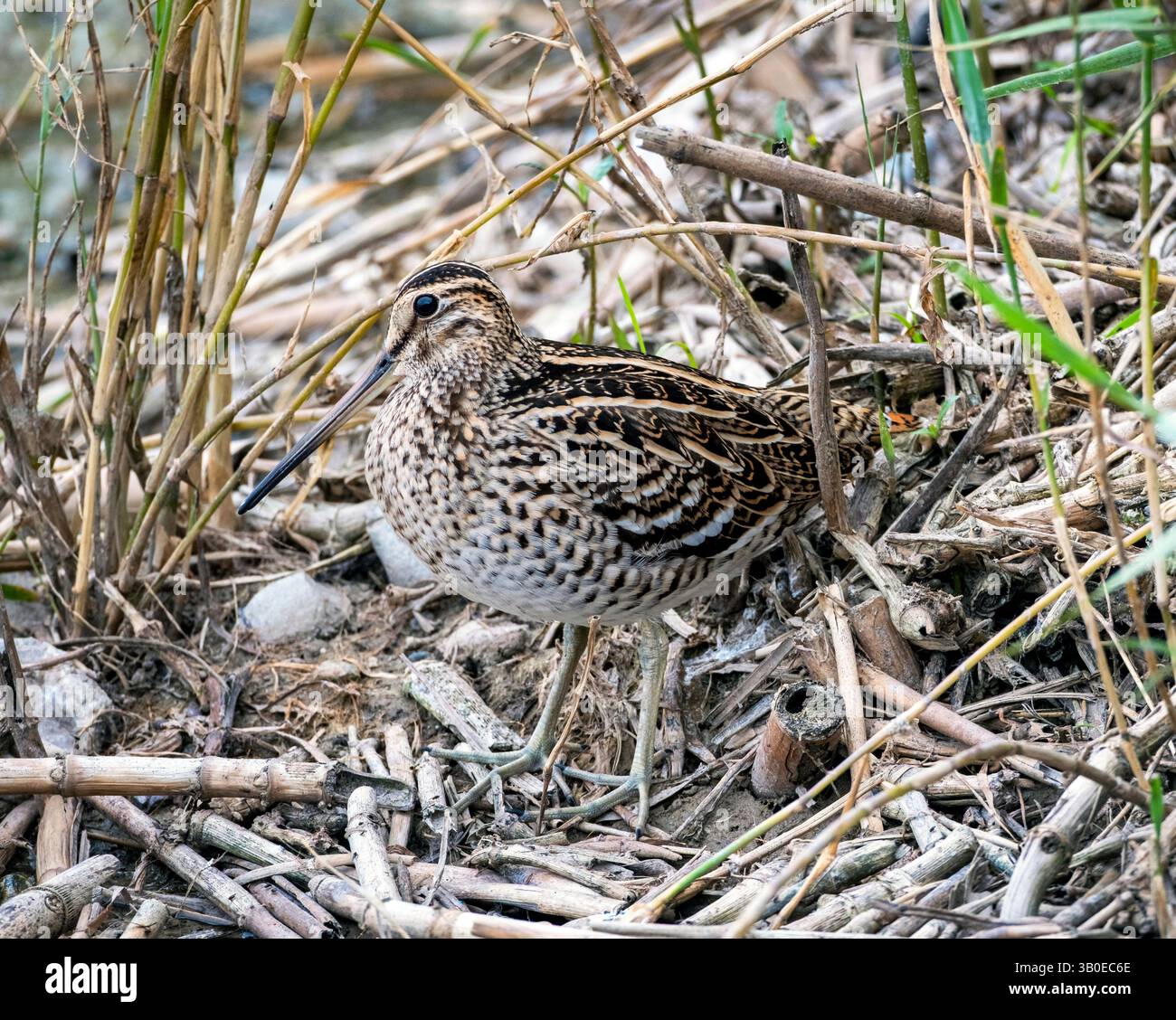 The Great Snipe (Gallinago media) Paphos district Republic of Cyprus ...
