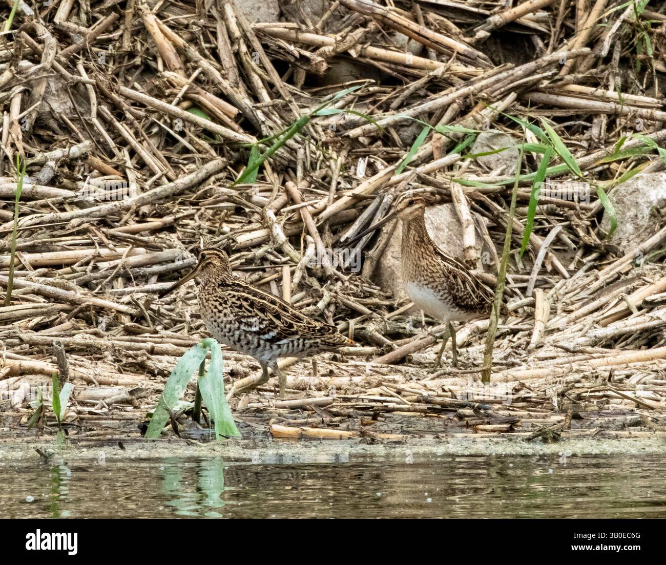 The Great Snipe Gallinago media,(left) and Common Snipe Gallinago ...