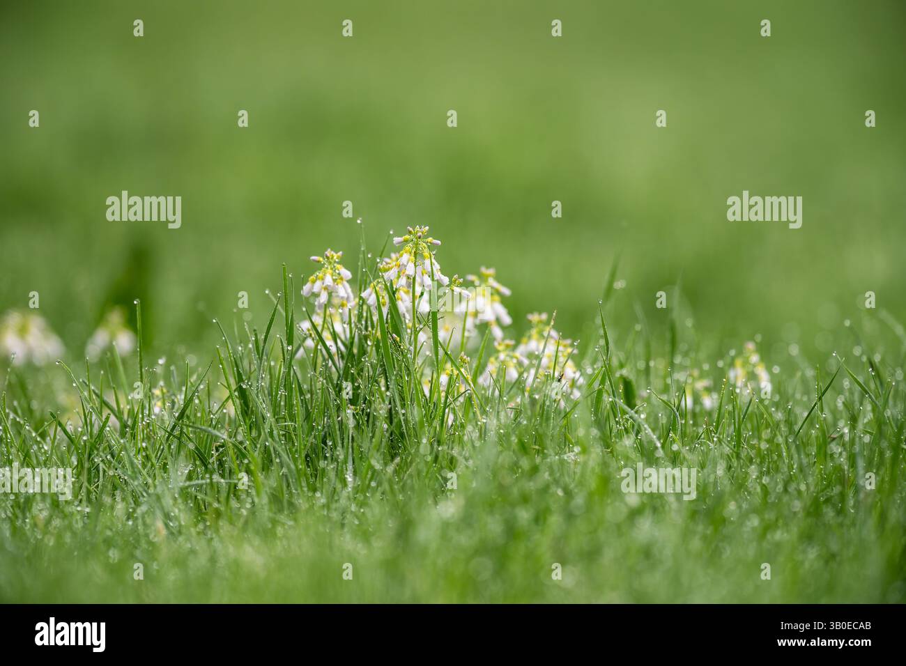 Rottweil, Germany. 24th Apr, 2025. Drops of water hang on meadow ...