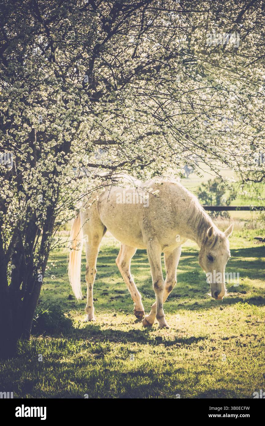 Beautiful horse in flower hi-res stock photography and images - Alamy