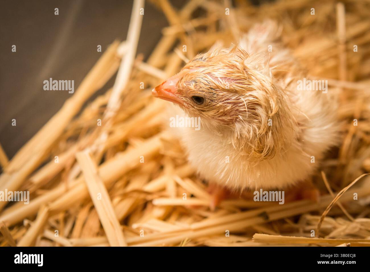 Hatched chicken egg nest hi-res stock photography and images - Alamy
