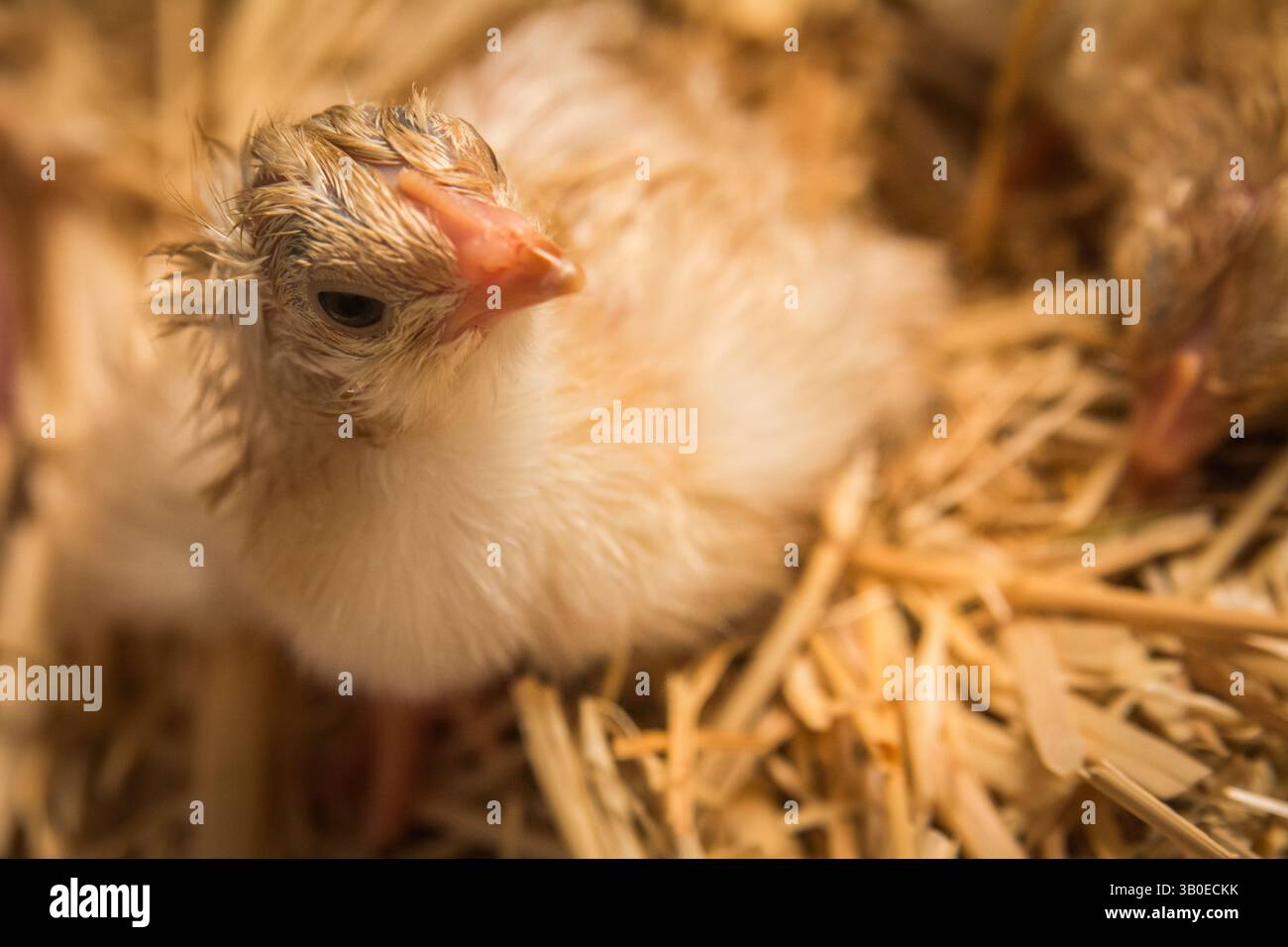 Chickens vector hi-res stock photography and images - Alamy