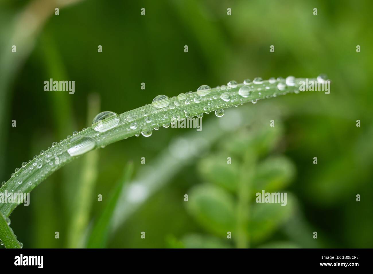 24 April 2025, Baden-Württemberg, Rottweil: Drops of water hang on a ...