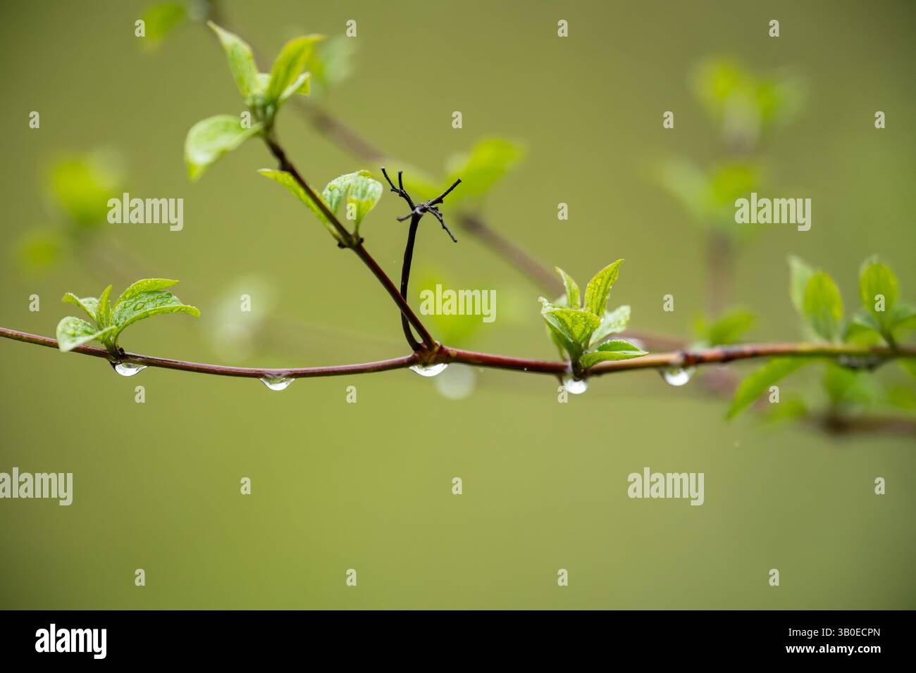 24 April 2025, Baden-Württemberg, Rottweil: Drops of water hang on a ...
