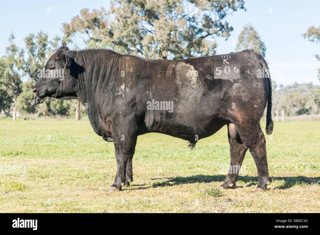 Angus stud hi-res stock photography and images - Alamy