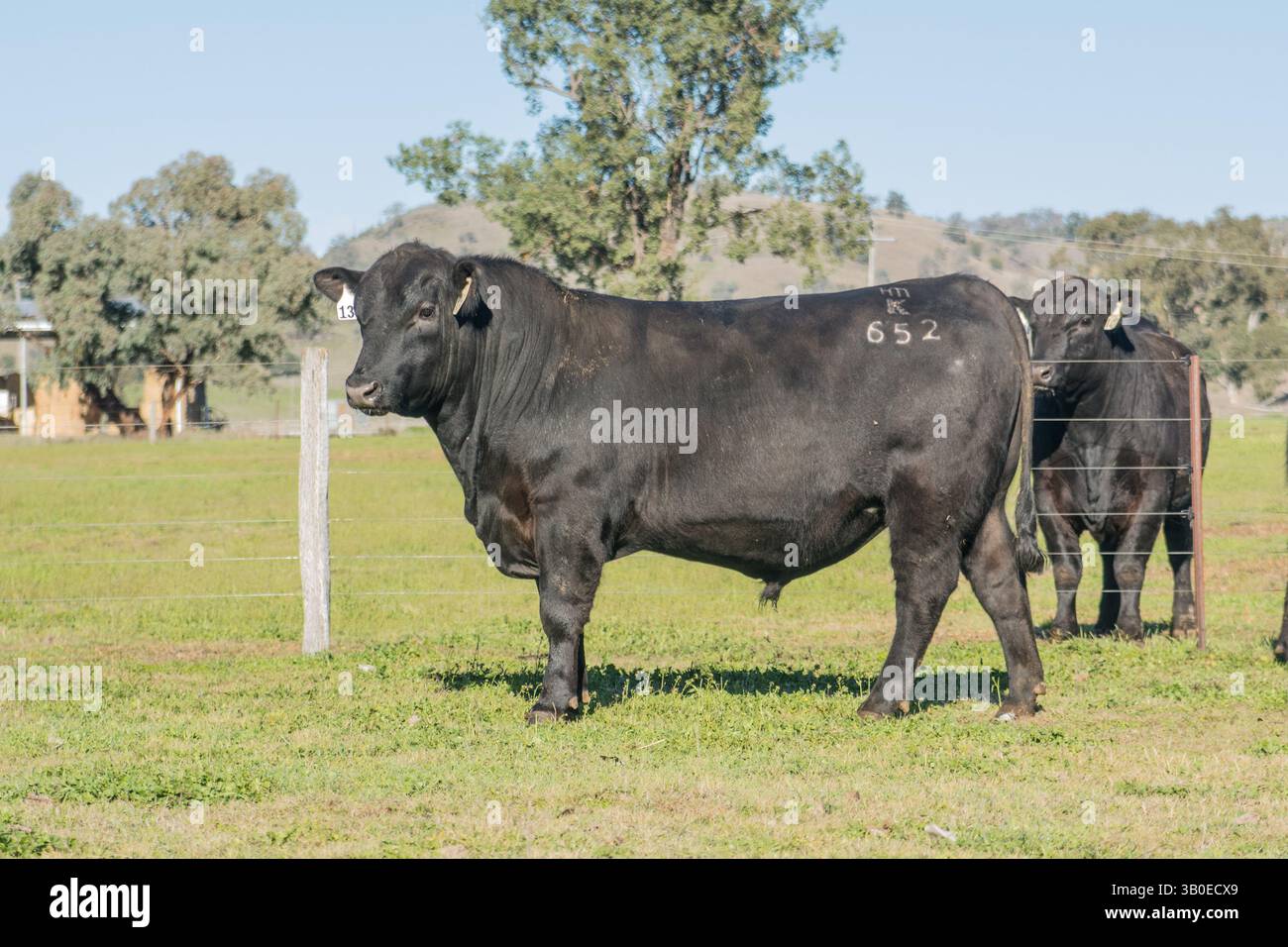 Angus cows in spring hi-res stock photography and images - Alamy