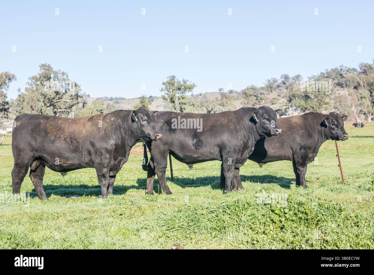Black angus herd grazing hi-res stock photography and images - Alamy