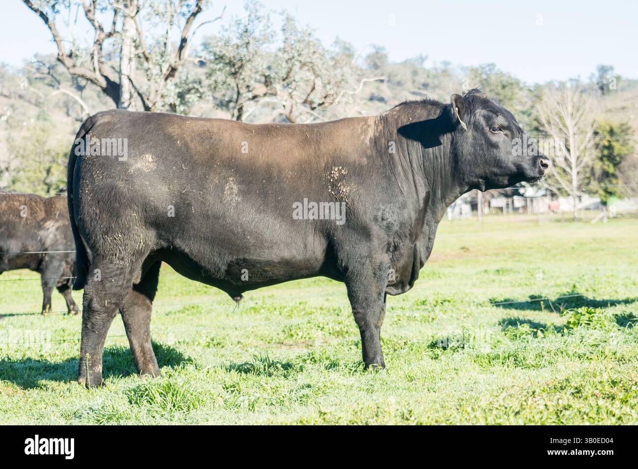 angus stud bull Stock Photo - Alamy