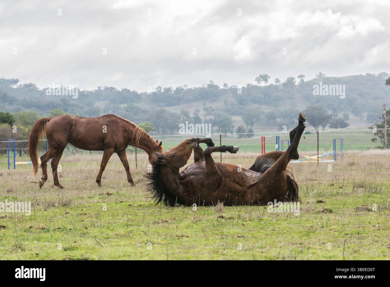 horse rolling in a field Stock Photo - Alamy