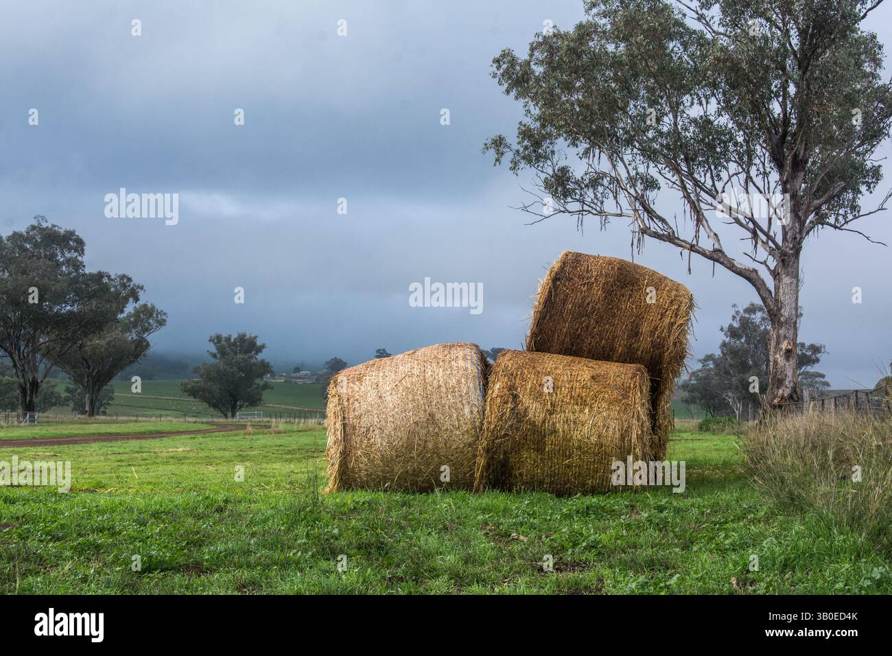 Round hay bale white background hi-res stock photography and images - Alamy