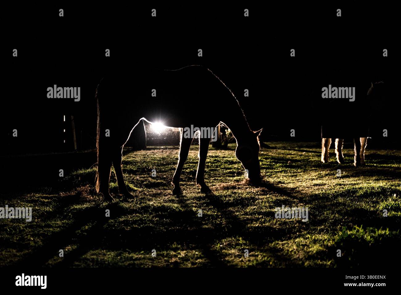 Horse mane light and shadow hi-res stock photography and images - Alamy