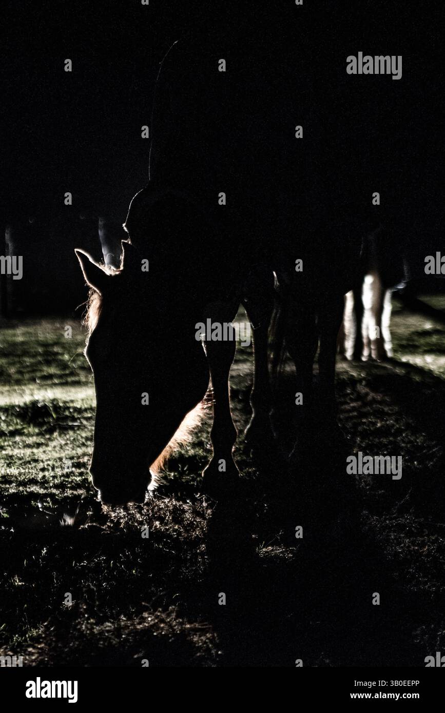 Night pony hi-res stock photography and images - Alamy