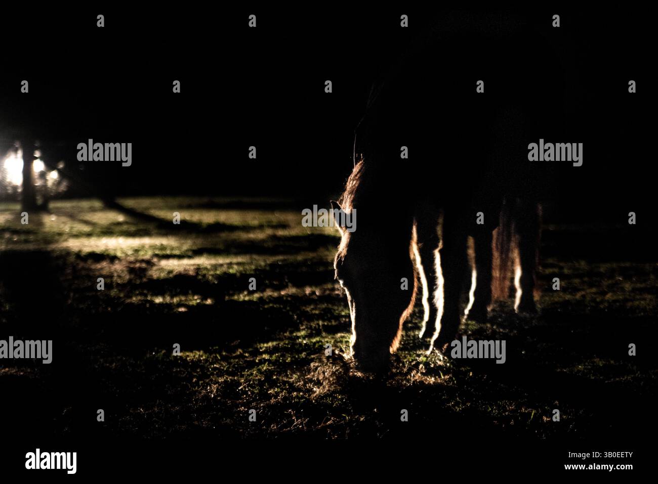 Horse mane light and shadow hi-res stock photography and images - Alamy