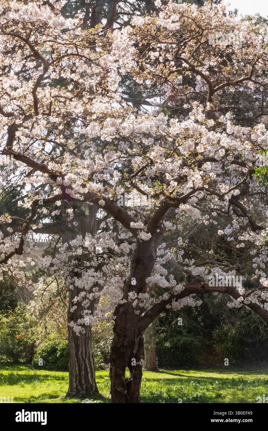 England, Somerset, Bath, Henrietta Park, Cherry Trees in Bloom Stock Photo - Alamy