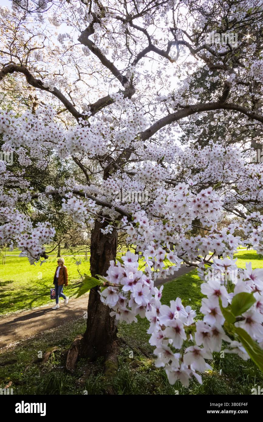 England, Somerset, Bath, Henrietta Park, Cherry Trees in Bloom Stock ...