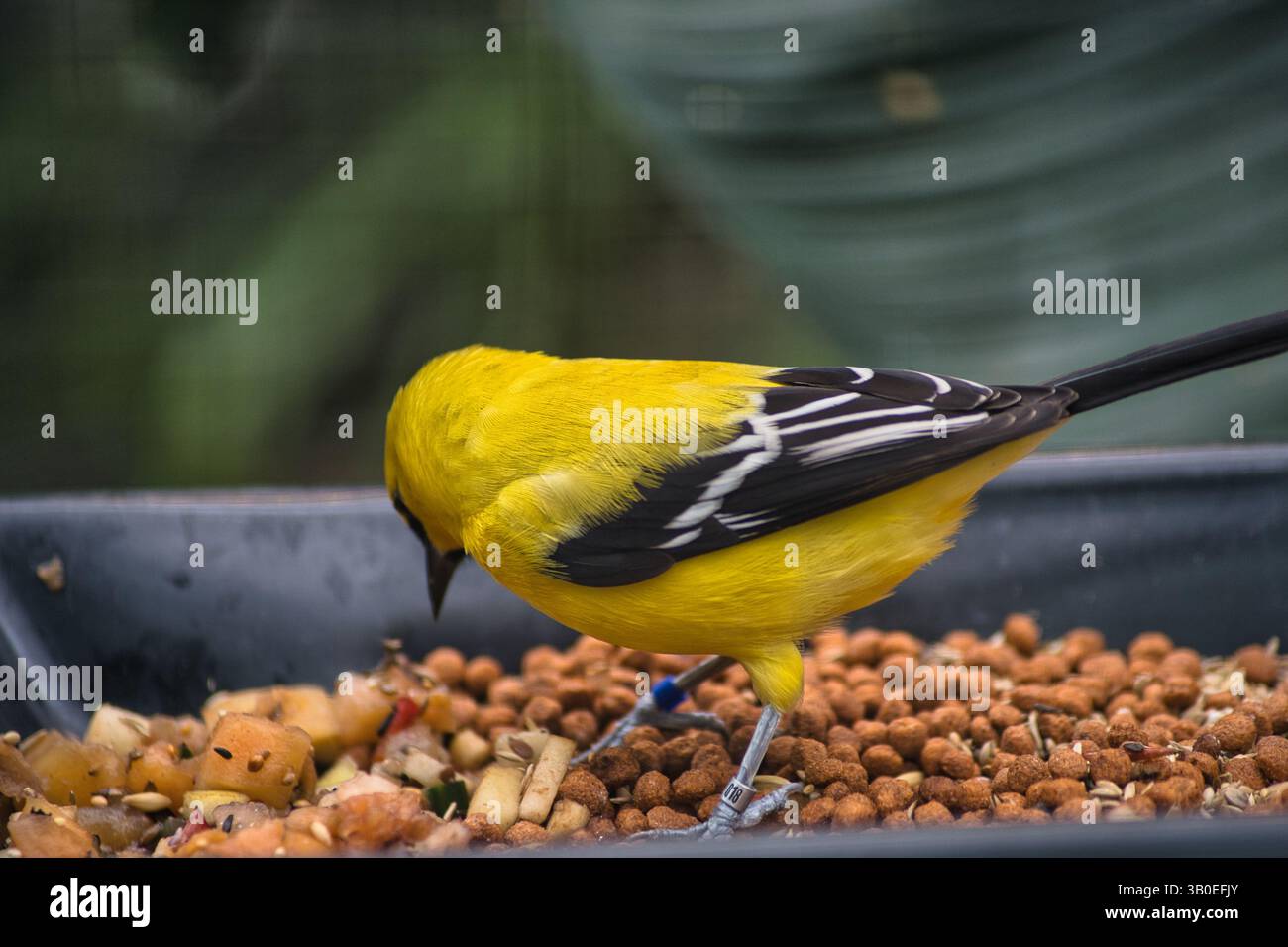 yellow bird with black and white wing and tail markings stands on a ...