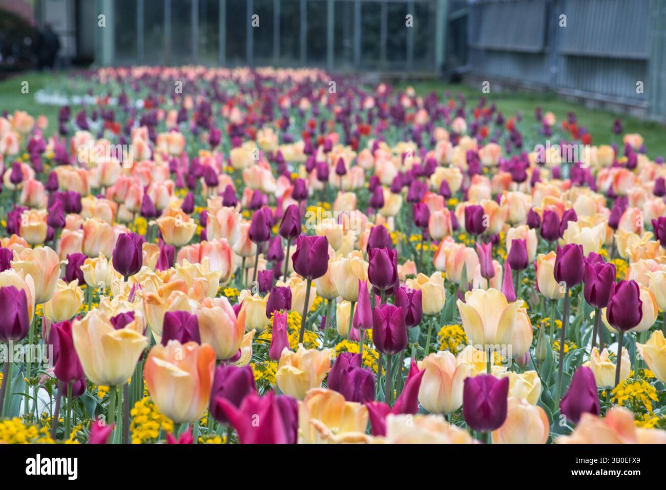Bright yellow and purple tulips stand in the foreground of a garden ...